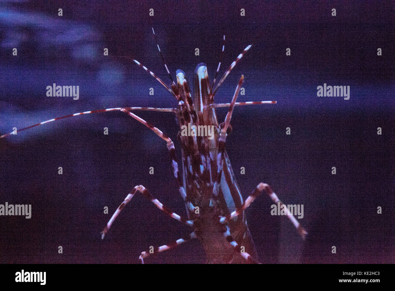 California Prawn spot shrimp Pandalus platyceros with white stripes ...