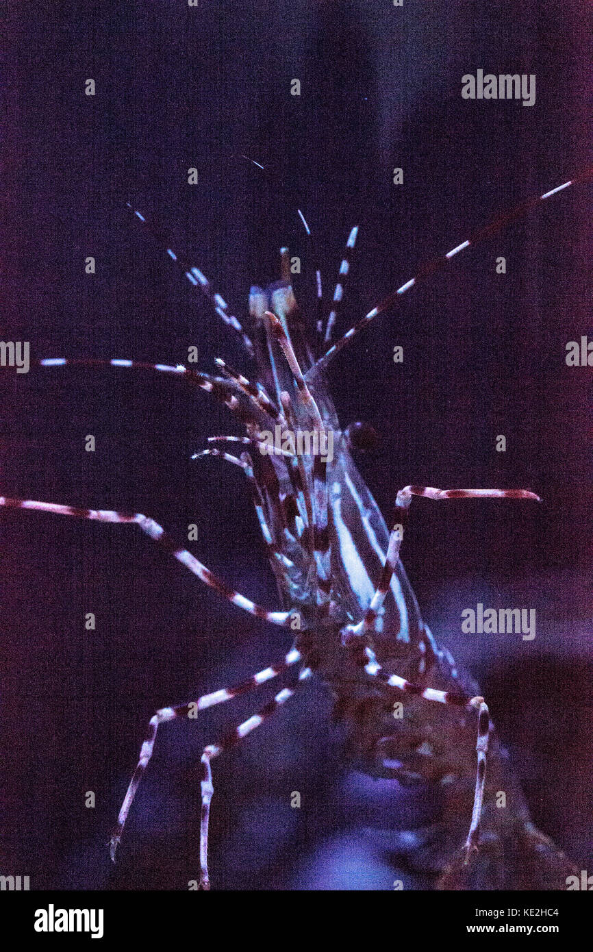 California Prawn spot shrimp Pandalus platyceros with white stripes ...