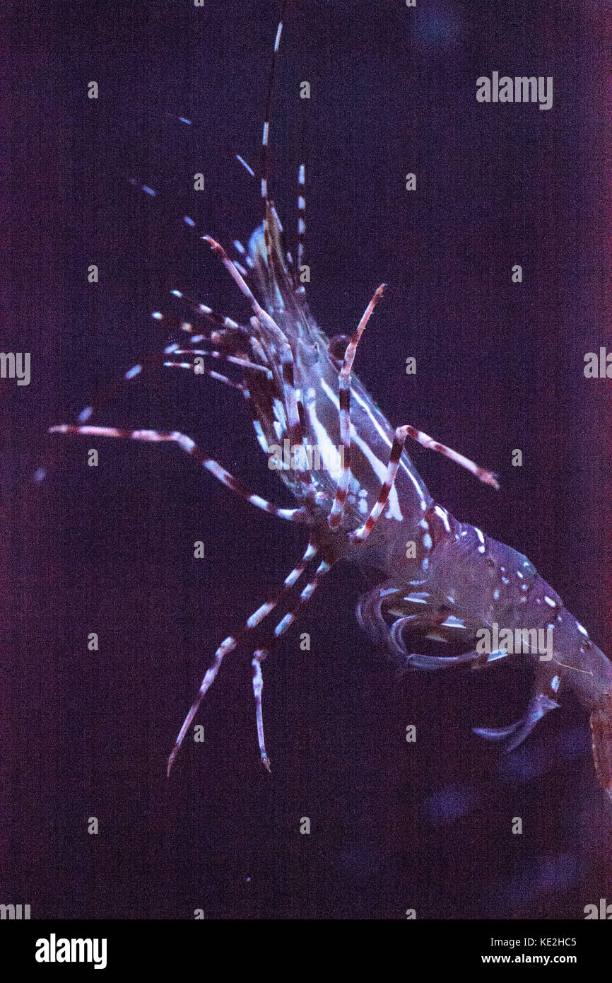 California Prawn spot shrimp Pandalus platyceros with white stripes ...