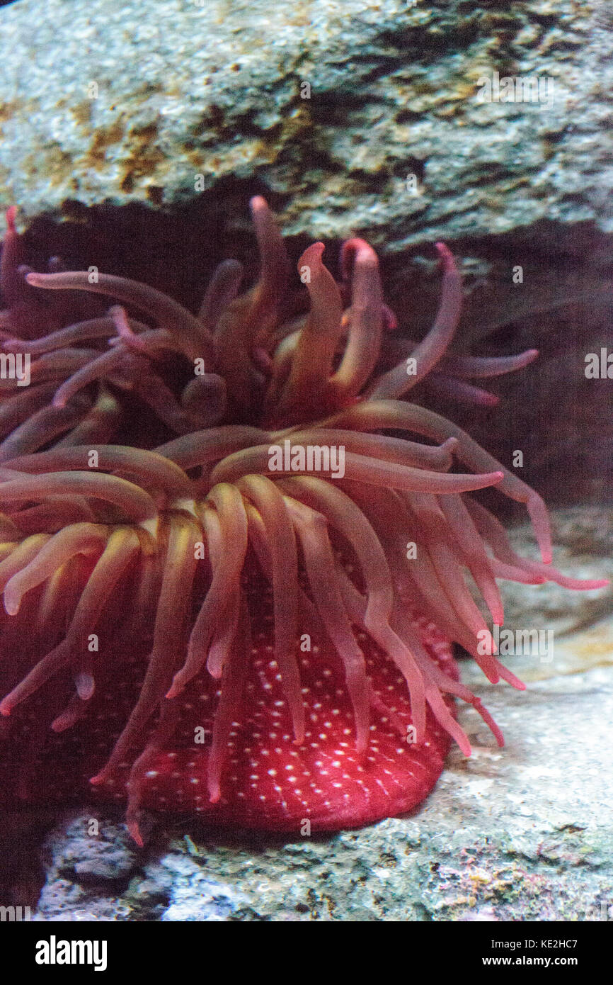 White spotted rose anemone Urticina lofotensis off the coast of ...