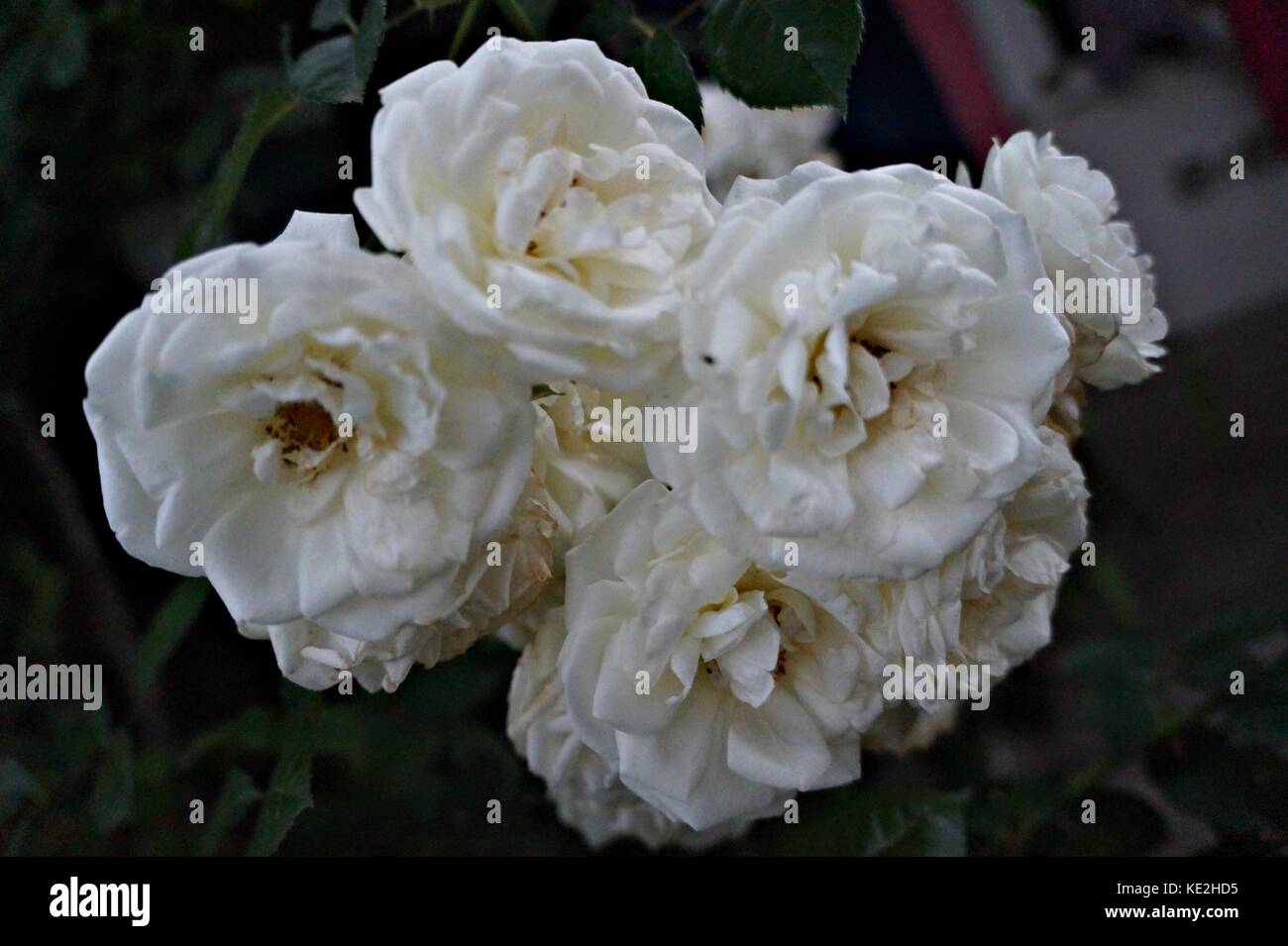 Roses bloom hi-res stock photography and images - Alamy