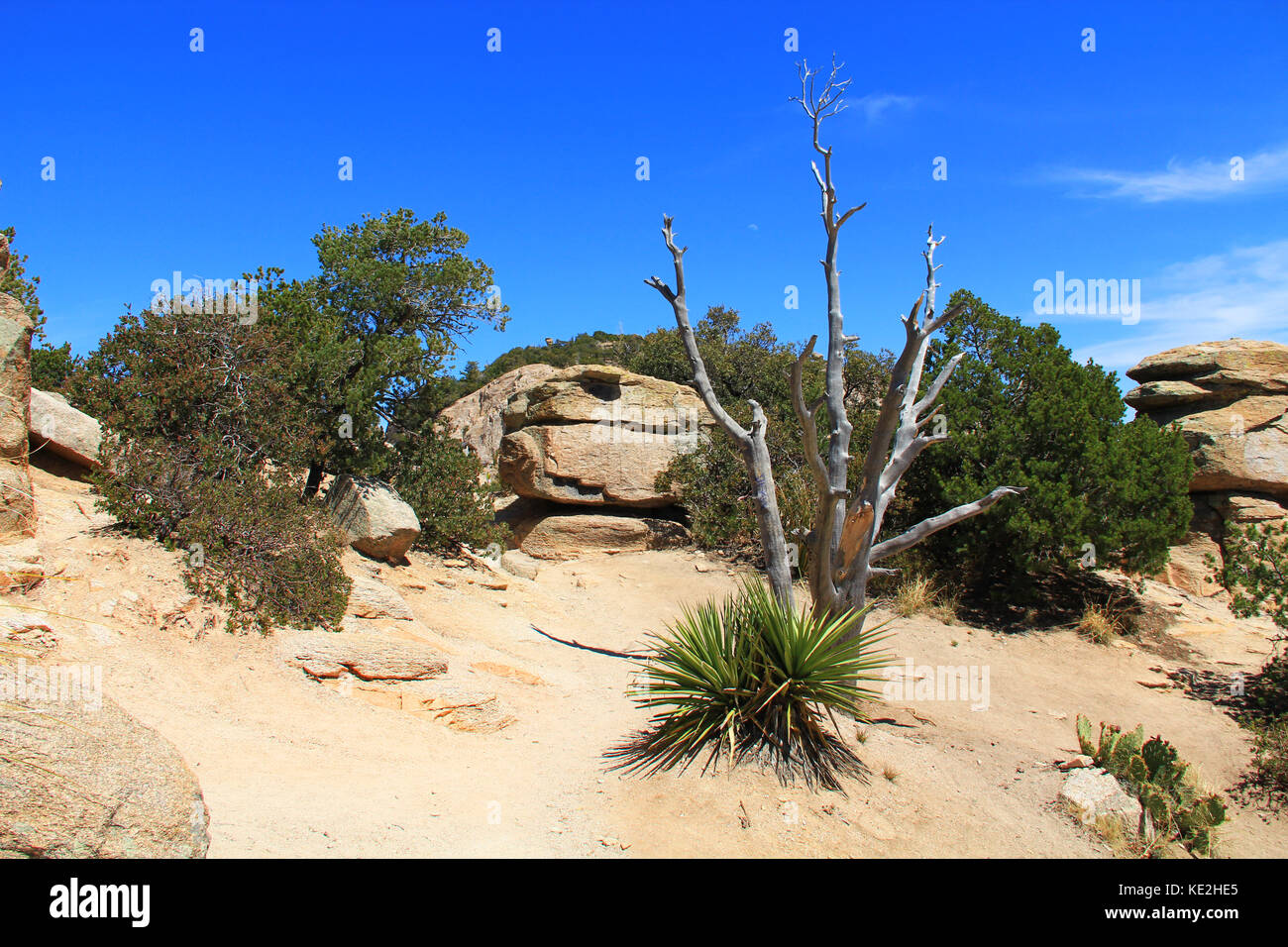 Dead Tree on Windy Point Vista on Mt. Lemmon Stock Photo - Alamy