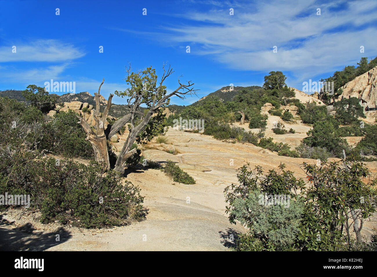 Dead Tree on Windy Point Vista on Mt. Lemmon Stock Photo - Alamy