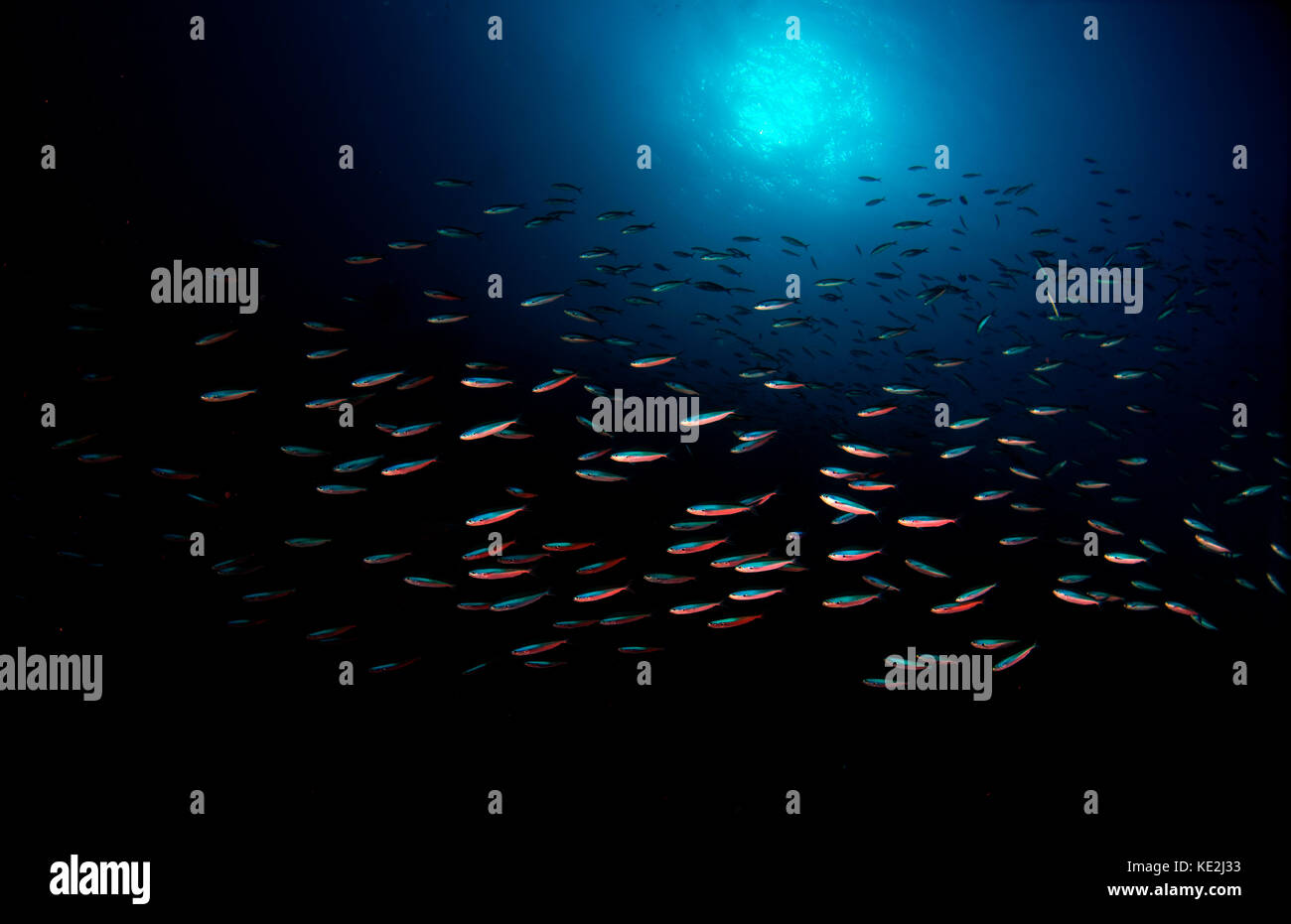 School of fish with sunburst in the background. Banda Sea, Indonesia ...