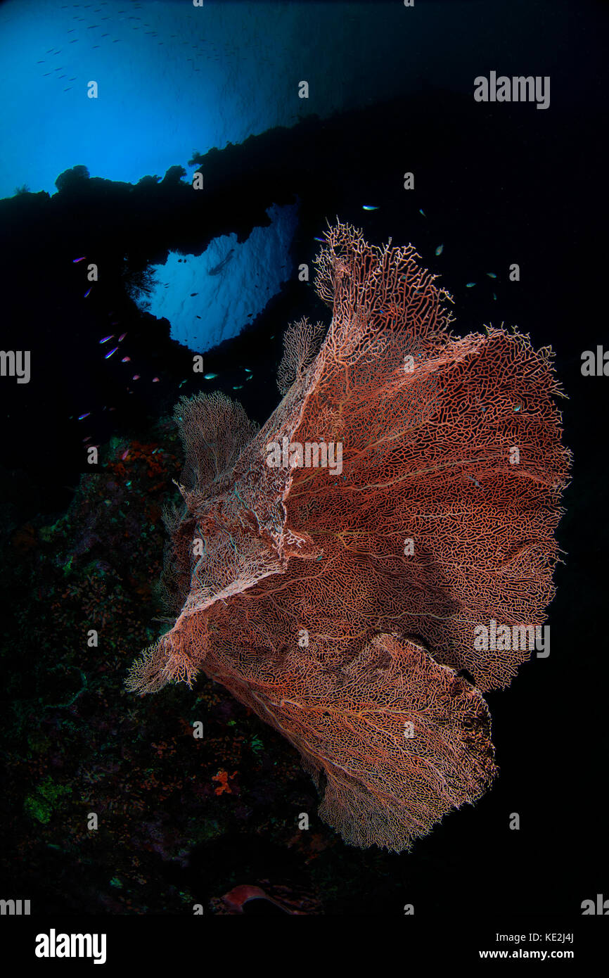 Sea fan on the reef in Banda Sea, Indonesia Stock Photo - Alamy