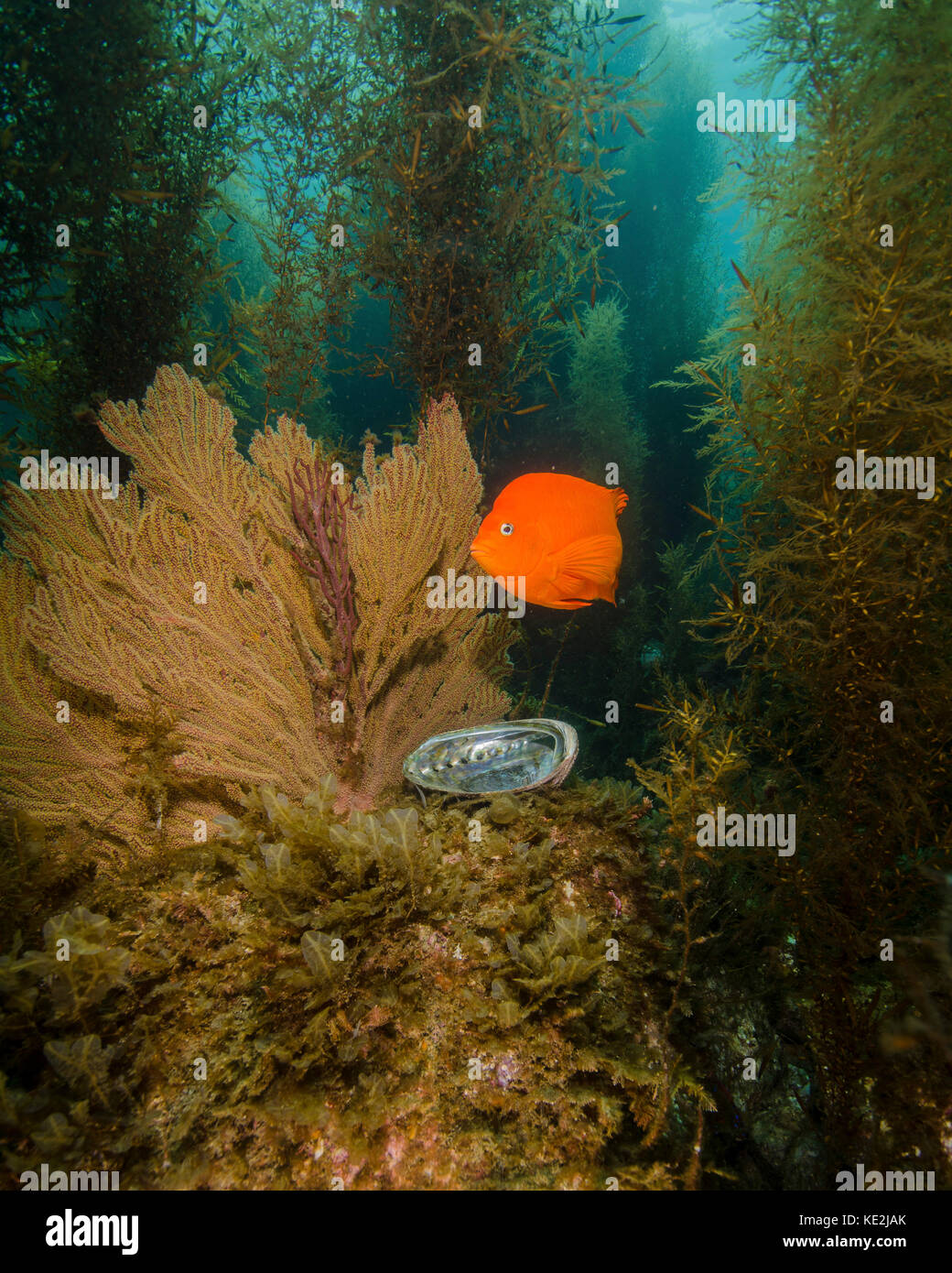Abalone california hi-res stock photography and images - Alamy