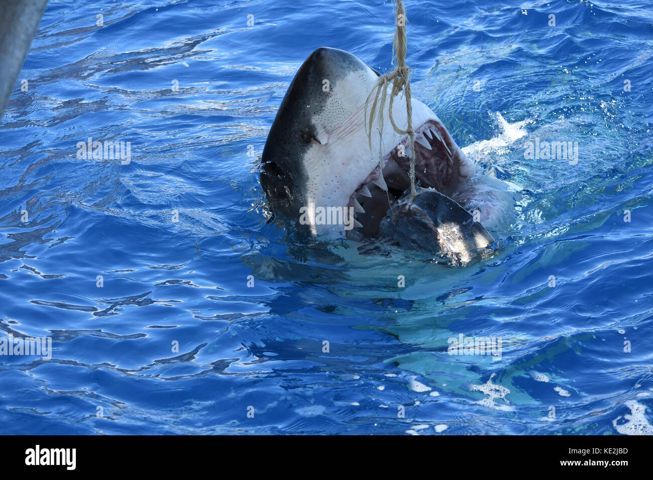 Great white shark eating tuna hi-res stock photography and images - Alamy