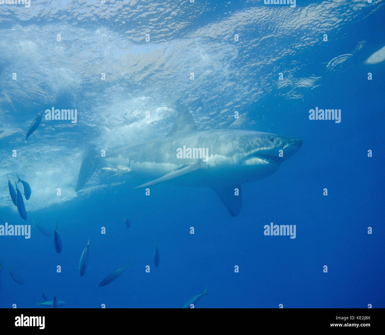 Great white shark side on hi-res stock photography and images - Alamy