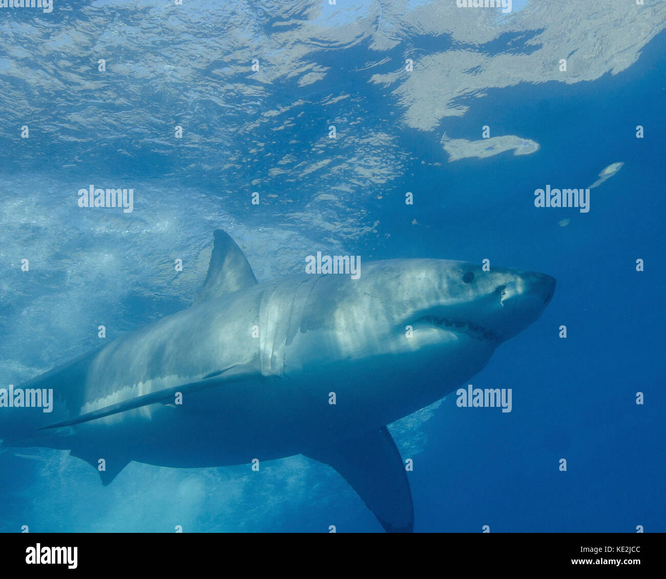 A great white shark at Guadalupe Island, Mexico Stock Photo - Alamy