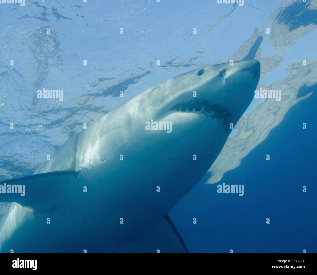Great White Shark Close Up Head High Resolution Stock Photography and ...
