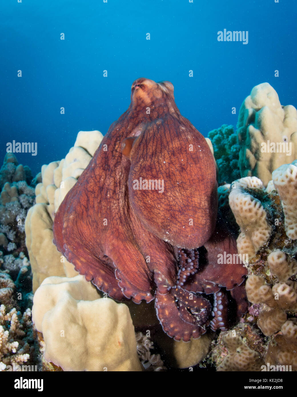 Octopus in the sea hi-res stock photography and images - Alamy