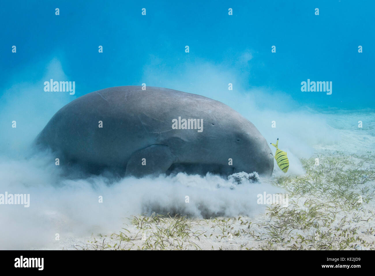 Dugong in the Red Sea, Egypt Stock Photo - Alamy