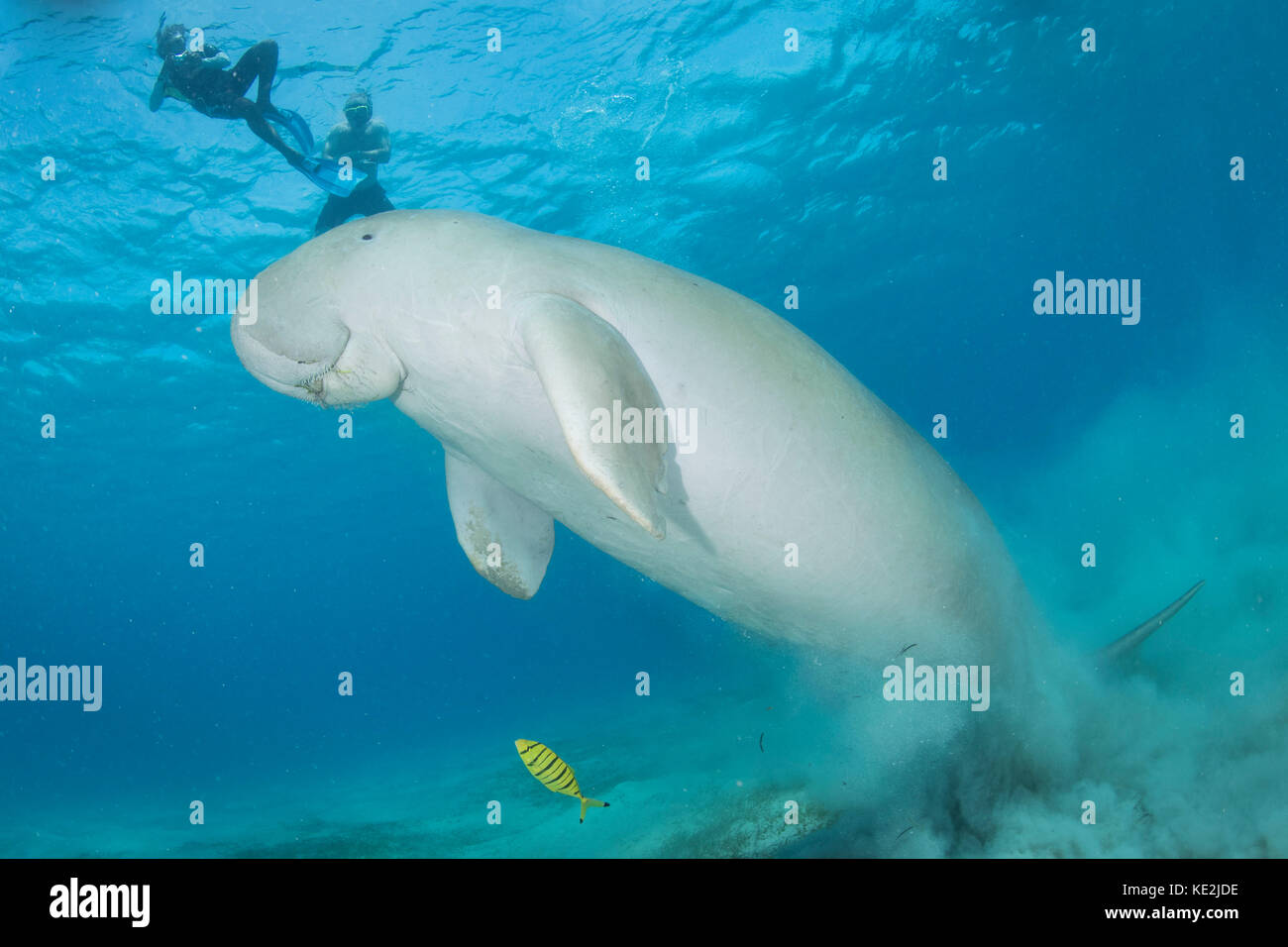 Dugong in red sea egypt hi-res stock photography and images - Alamy