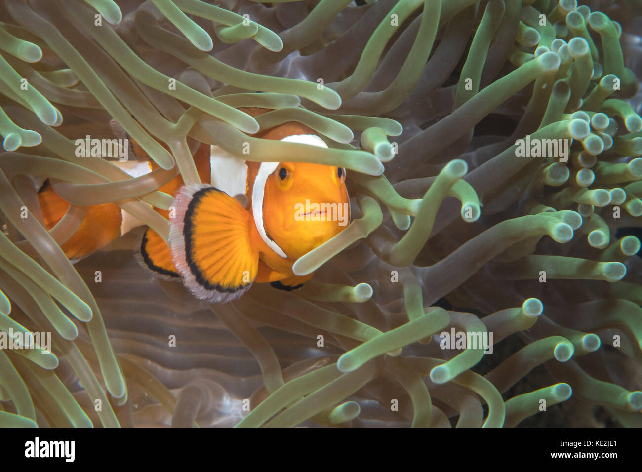 False clownfish in North Sulawesi, Indonesia Stock Photo - Alamy