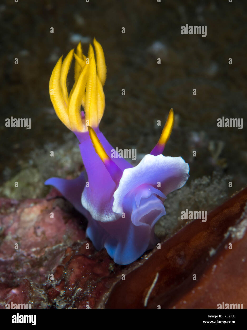 Hypselodoris sp nudibranch in North Sulawesi, Indonesia Stock Photo - Alamy