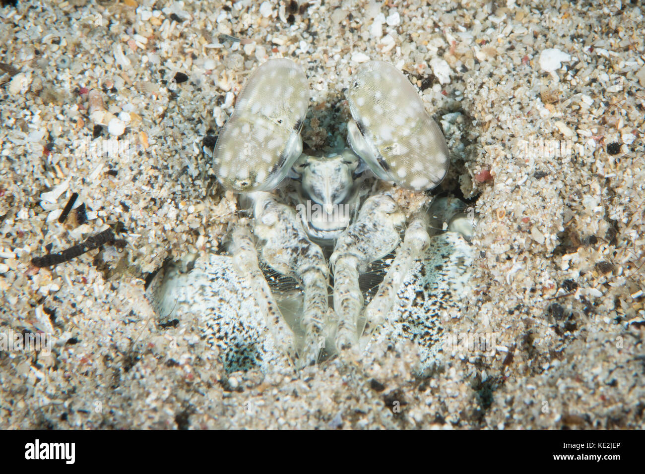 Pacific ocean asia mantis shrimp hi-res stock photography and images ...