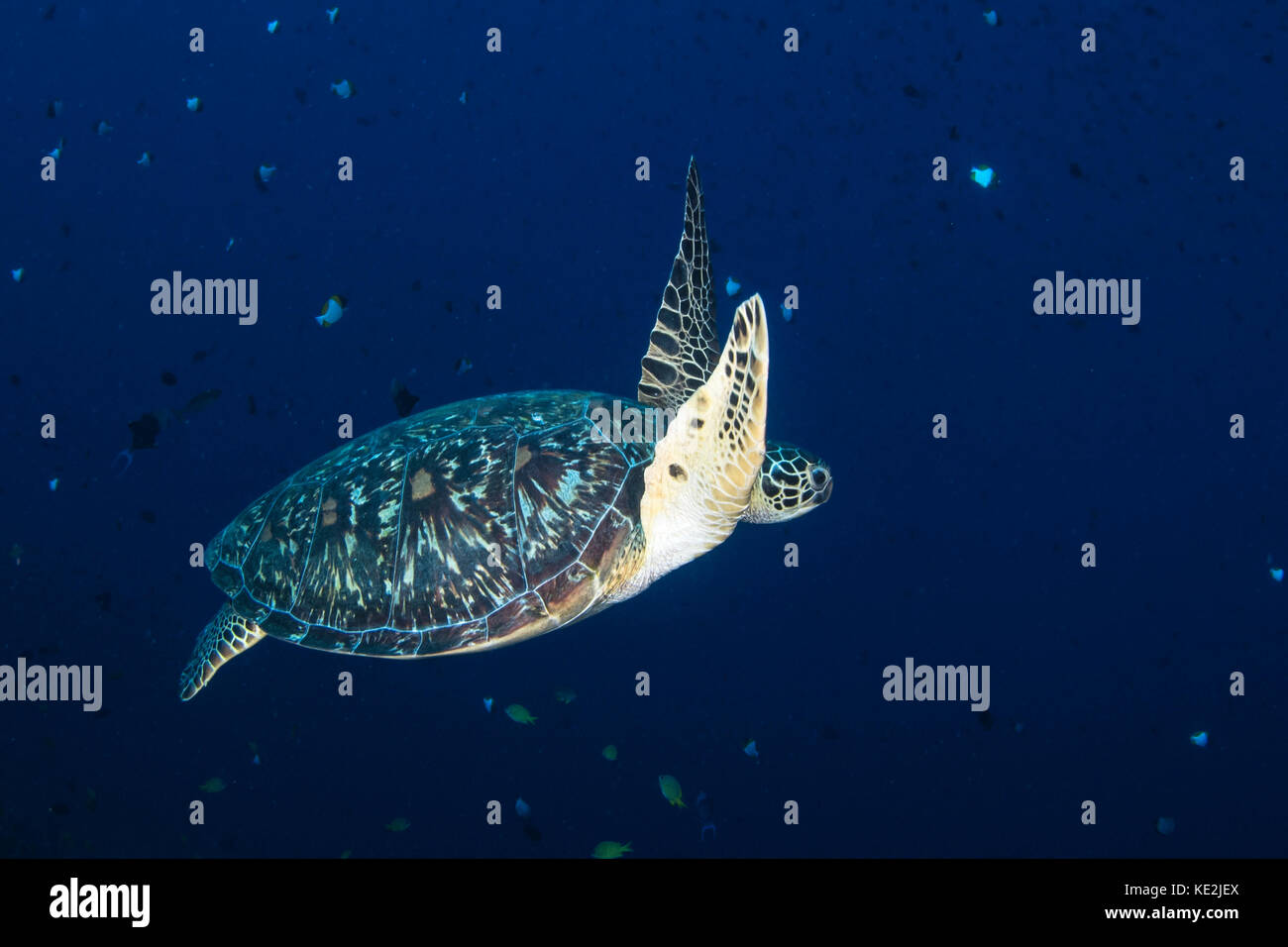 Green sea turtle in North Sulawesi, Indonesia Stock Photo - Alamy