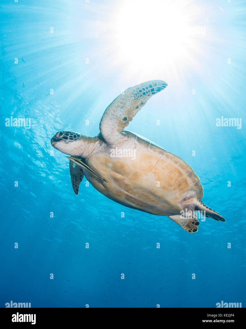 Green sea turtle in North Sulawesi, Indonesia Stock Photo - Alamy