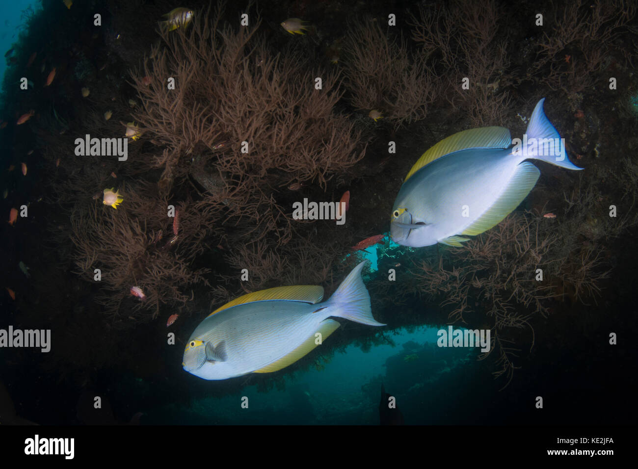 Yellowmask surgeonfish on the USS Liberty Wreck off the island of Bali ...