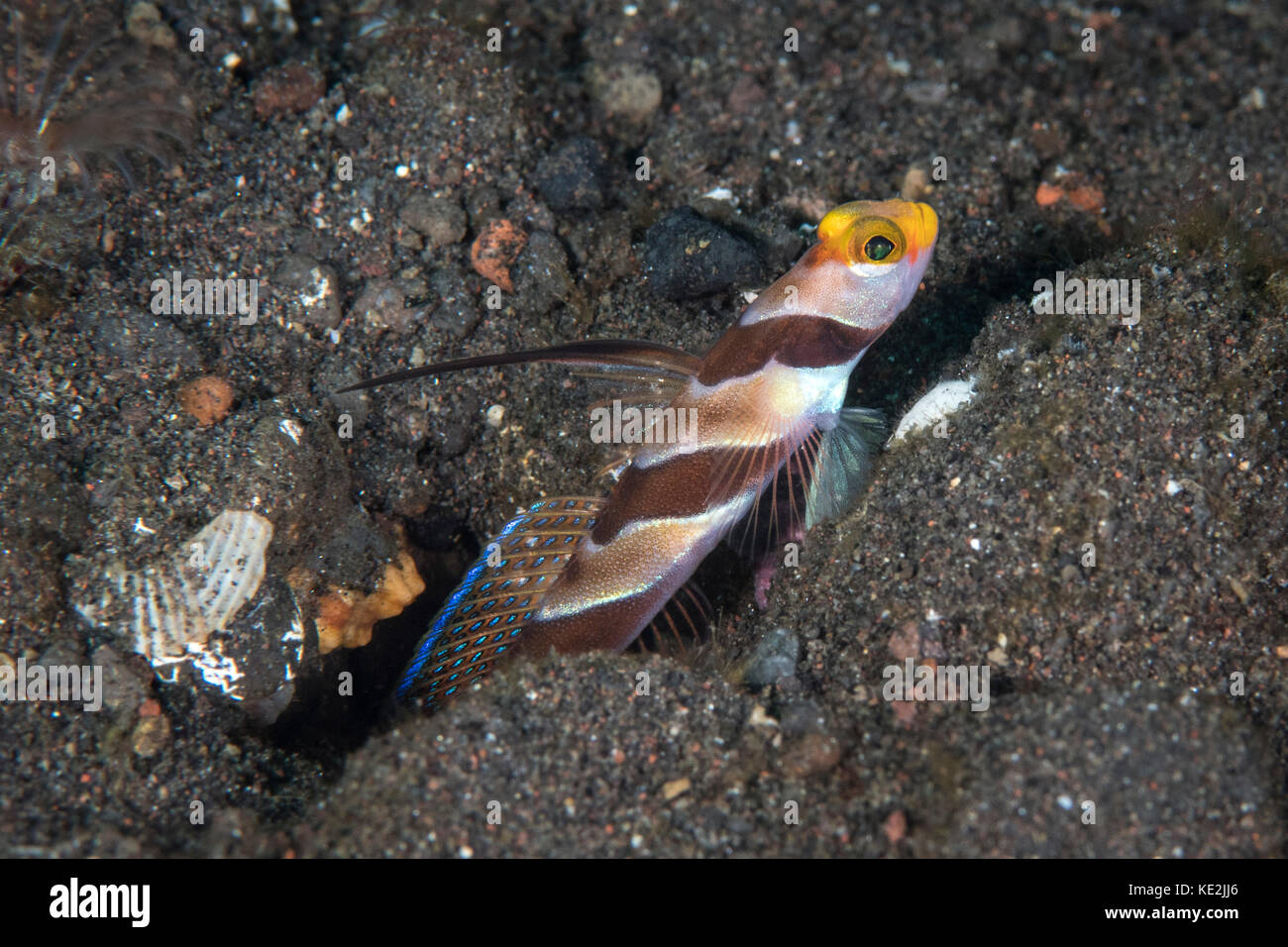 Black rayed shrimpgoby in the sand Stock Photo - Alamy