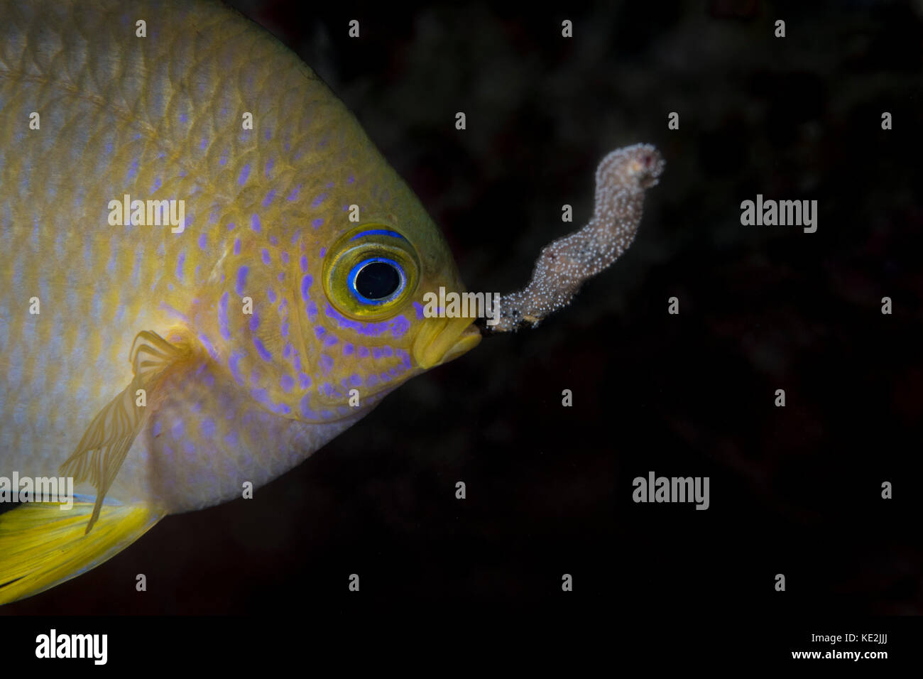 Golden damselfish tending eggs in North Sulawesi, Indonesia Stock Photo - Alamy