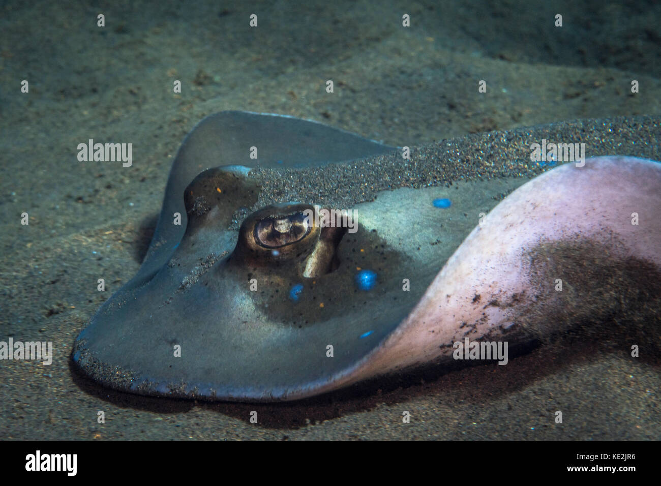 Blue spotted sting ray in Komodo National Park, Indonesia Stock Photo ...