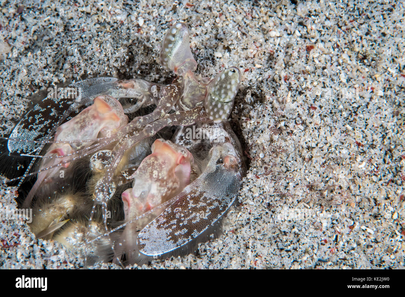Mantis shrimp in Komodo National Park, Indonesia Stock Photo - Alamy