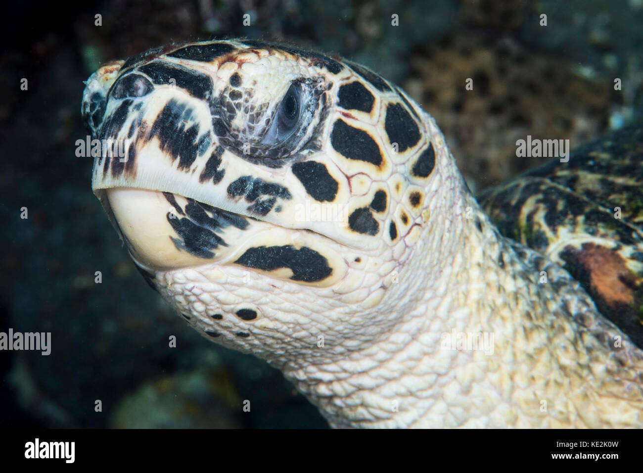 Hawksbill sea turtle in Komodo National Park, Indonesia Stock Photo - Alamy
