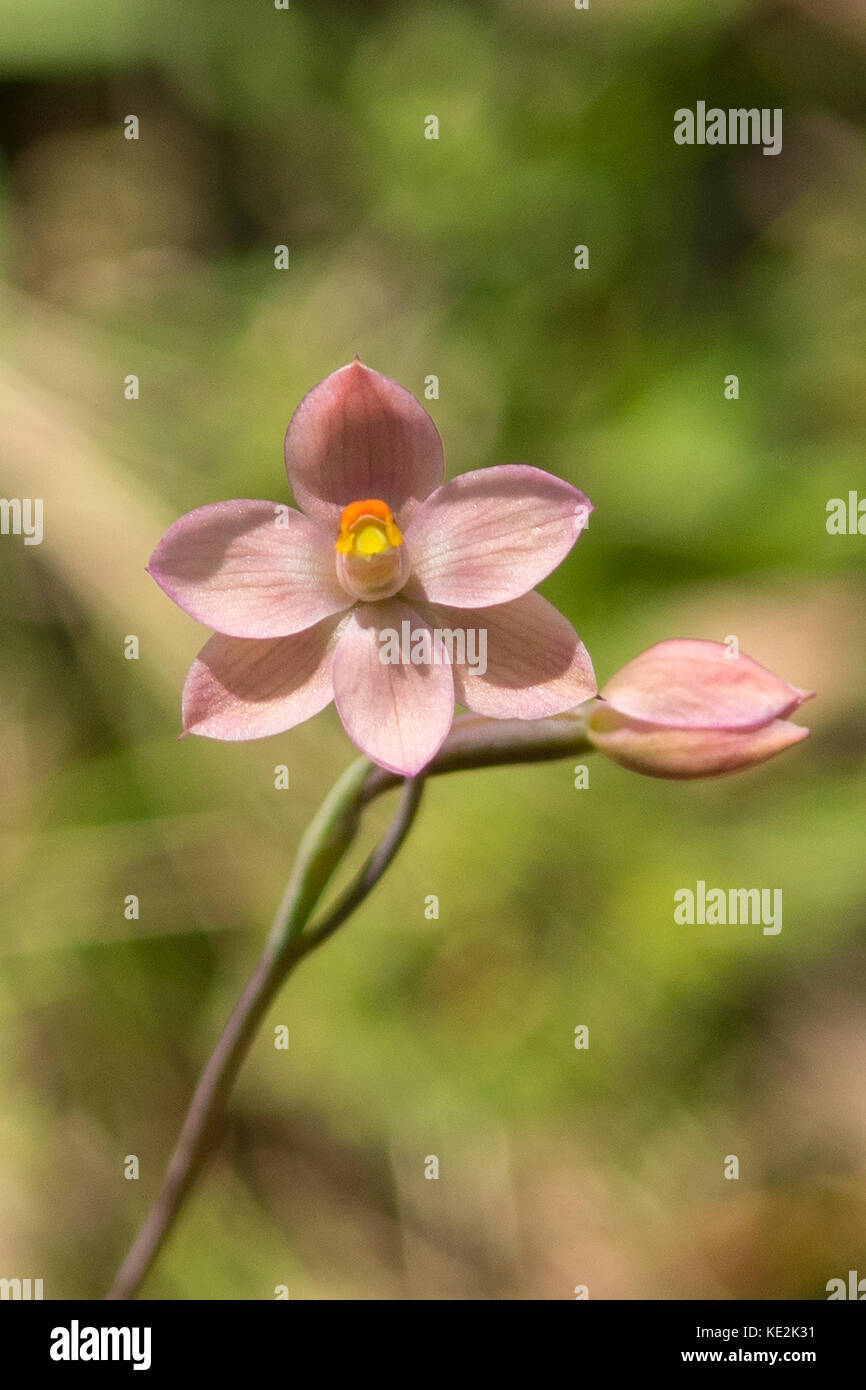 Thelymitra rubra, Salmon Sun-orchid in Baluk Willam Flora Reserve ...