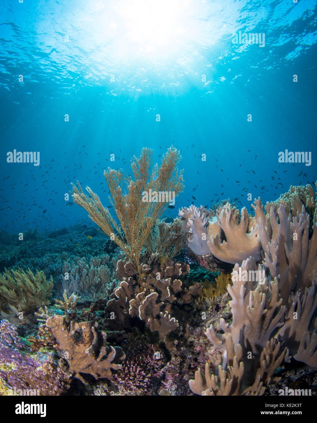 Reef scene in Komodo National Park, Indonesia Stock Photo - Alamy