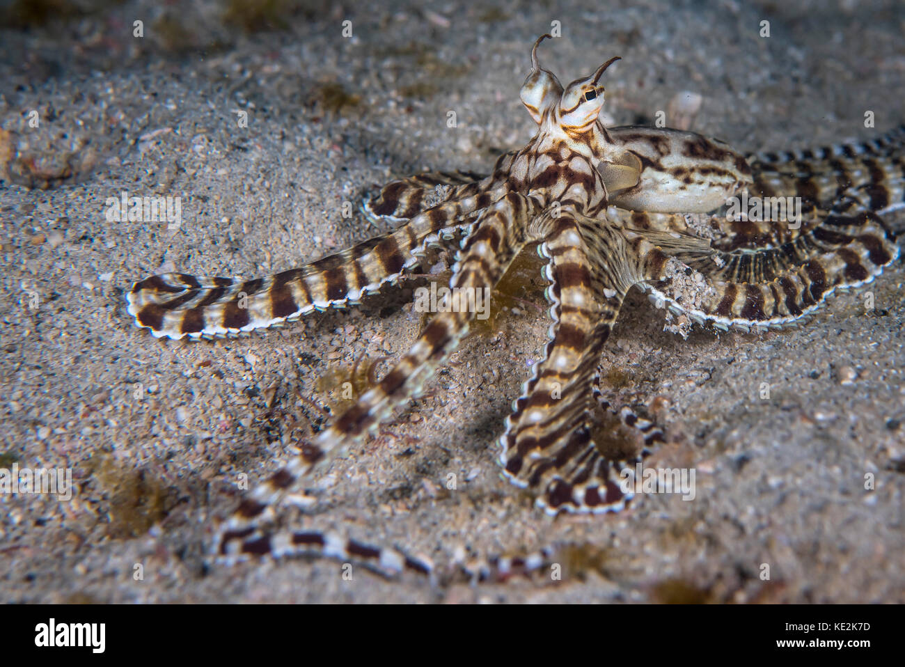 Mimic octopus in the Philippines Stock Photo - Alamy