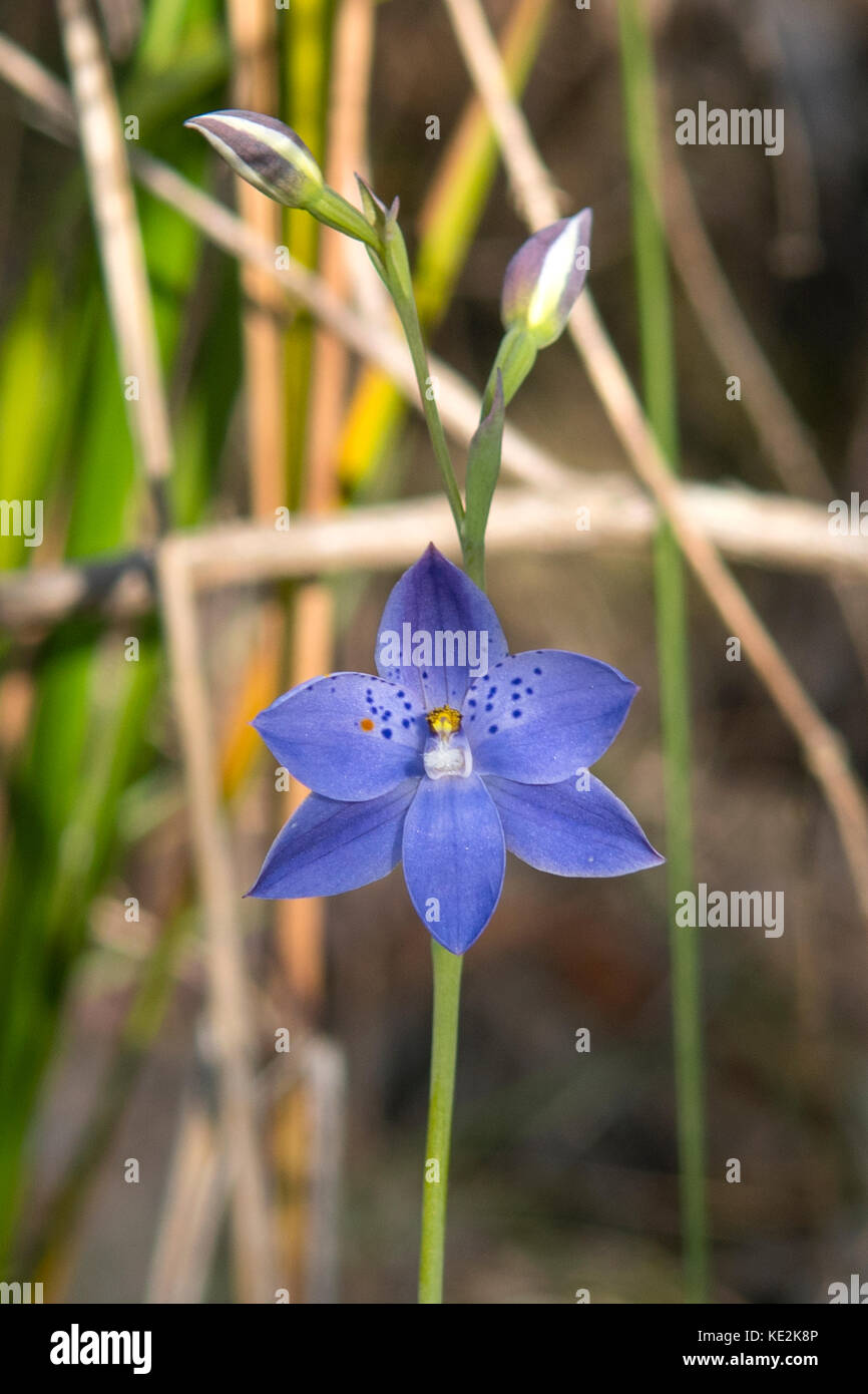 Thelymitra ixioides, Dark Blue Sun-orchid in Baluk Willam Flora Reserve ...