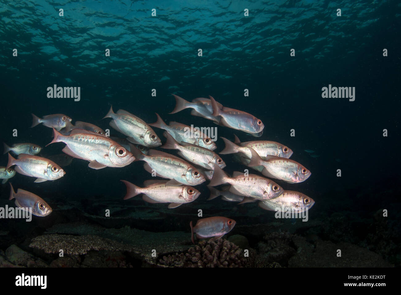 Soldierfish in the Maldives Stock Photo - Alamy