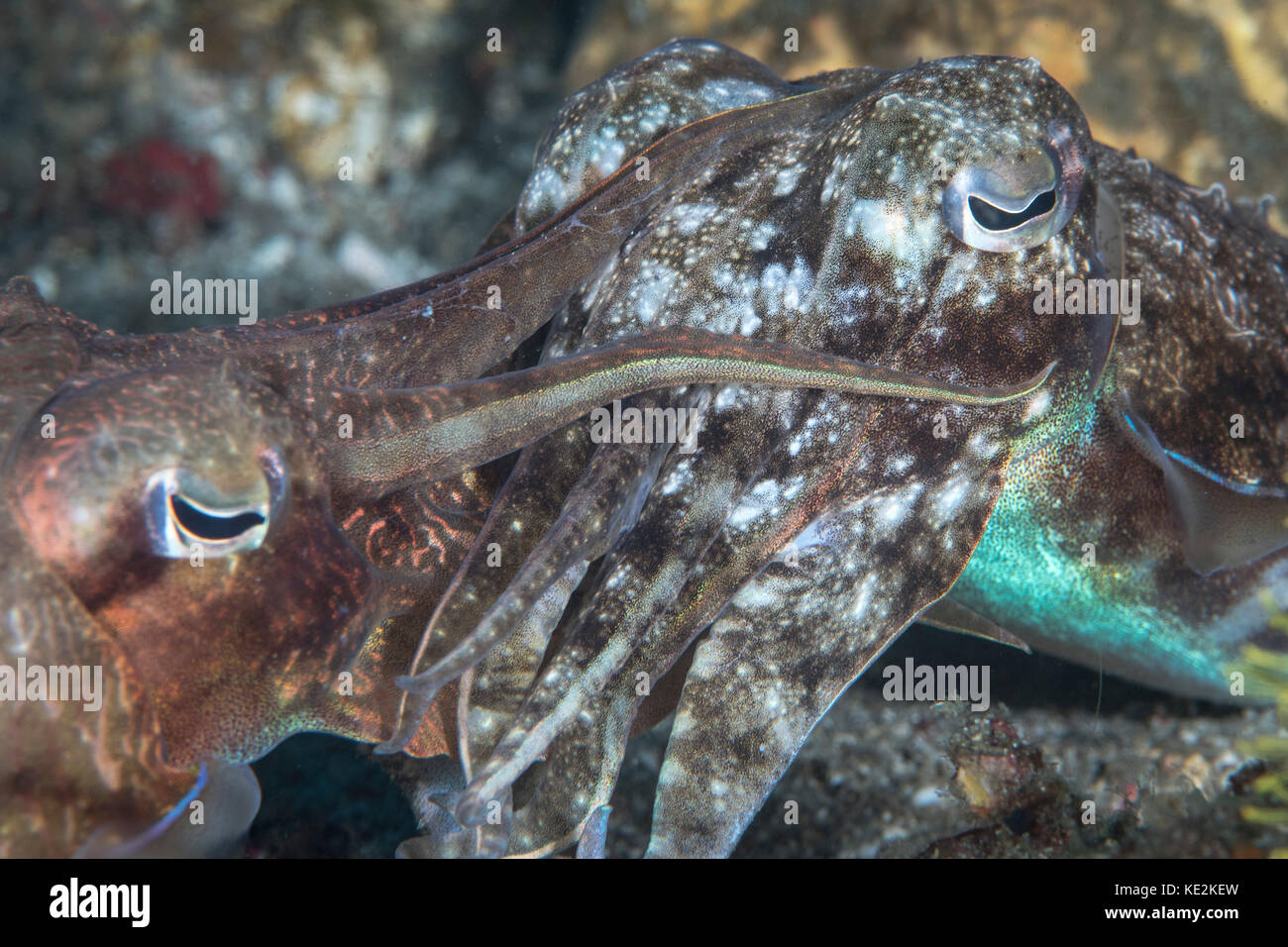 Mating cuttlefish in Komodo National Park, Indonesia Stock Photo - Alamy