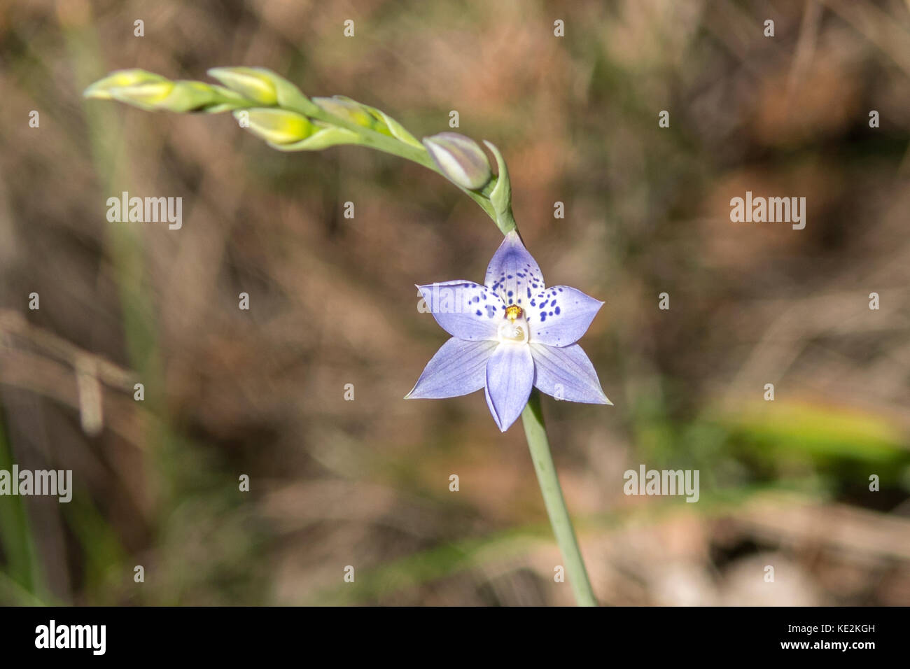 Thelymitra ixioides, Pale Blue Sun-orchid in Baluk Willam Flora Reserve ...