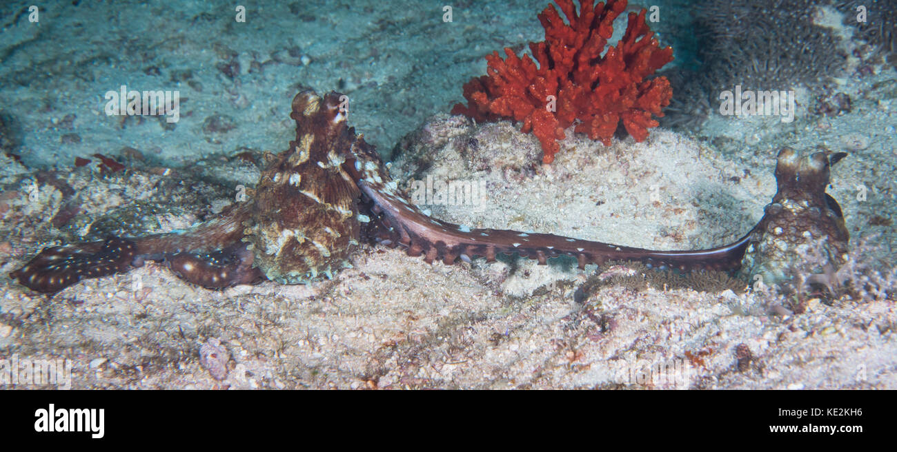 Mating octopus in the Maldives Stock Photo - Alamy