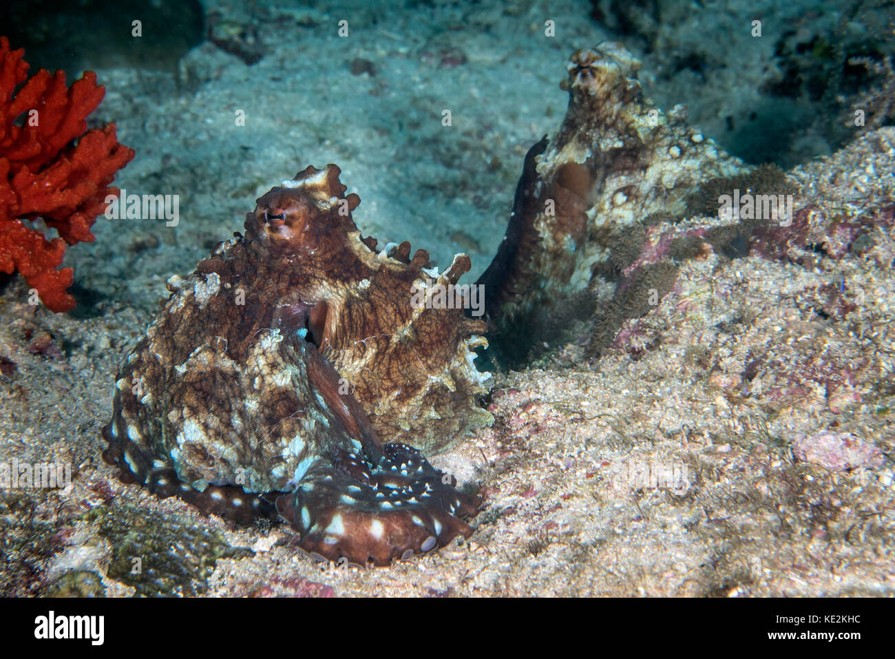 Mating octopus in the Maldives Stock Photo - Alamy