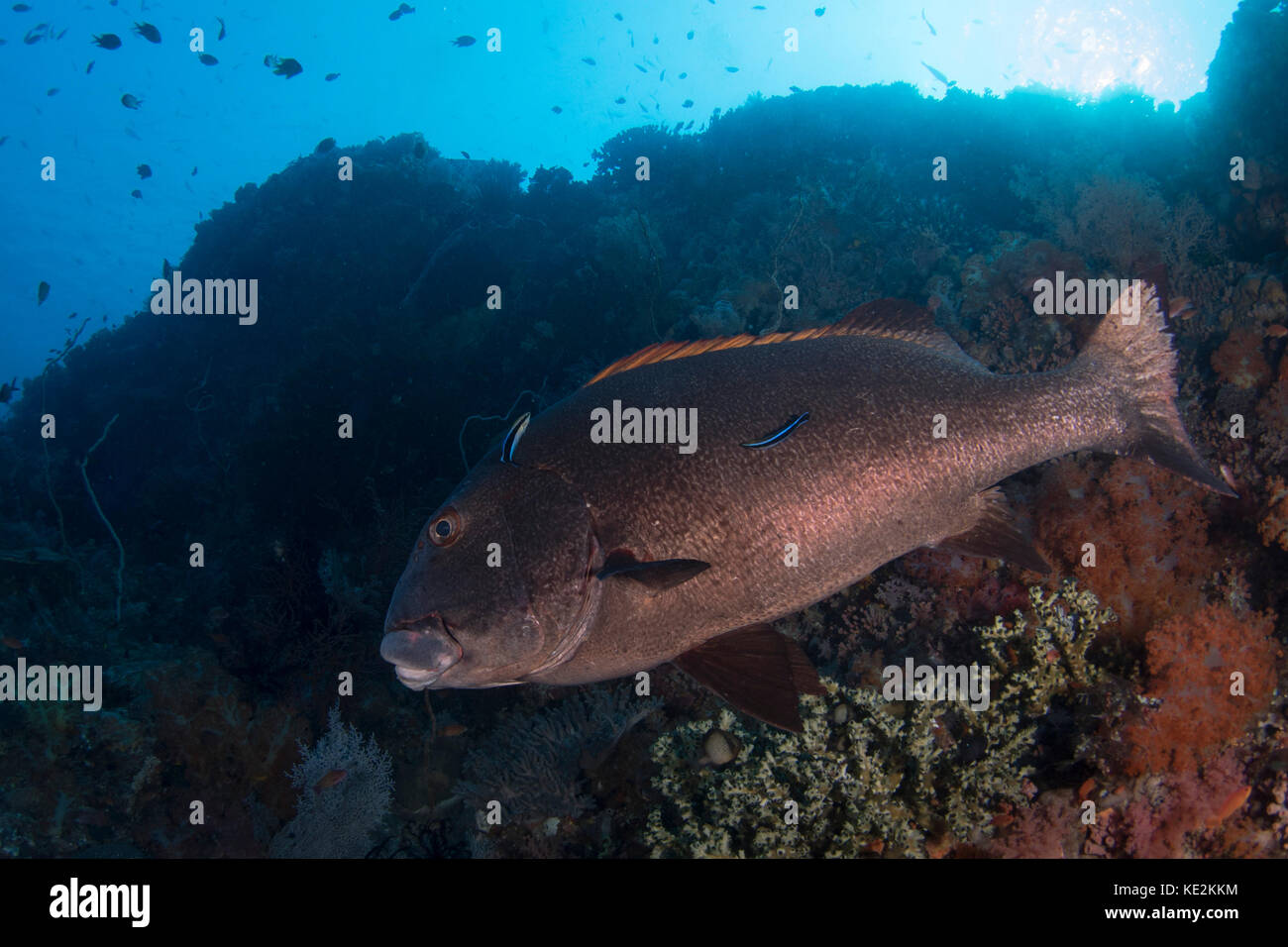 Giant sweetlip fish in Komodo National Park, Indonesia Stock Photo - Alamy