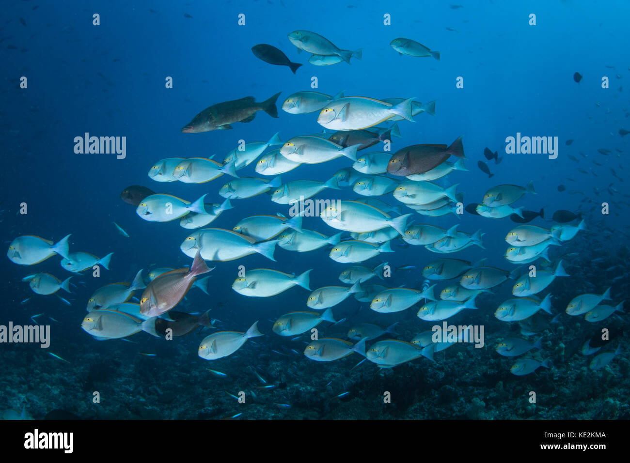 Yellowmask surgeonfish school in Komodo National Park, Indonesia Stock ...