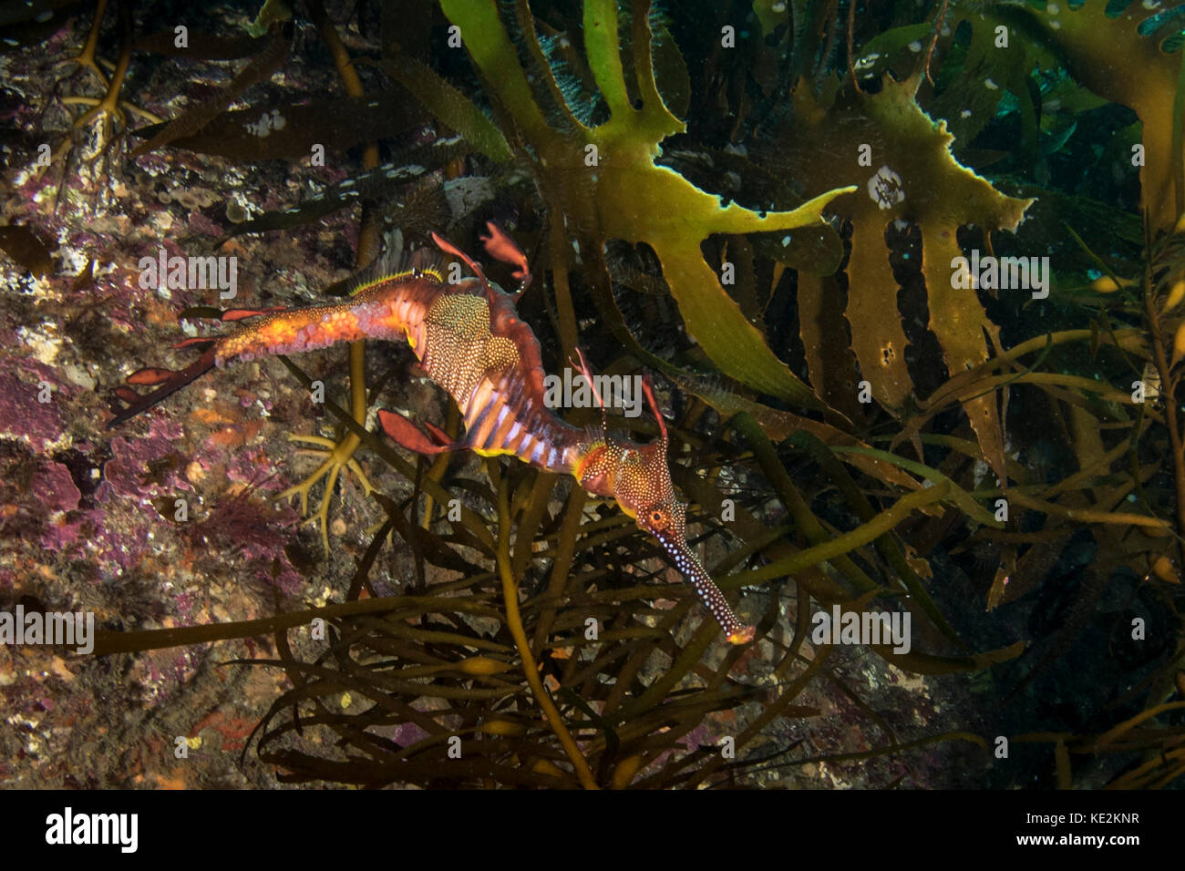 Weedy Sea Dragon Stock Photos & Weedy Sea Dragon Stock Images - Alamy