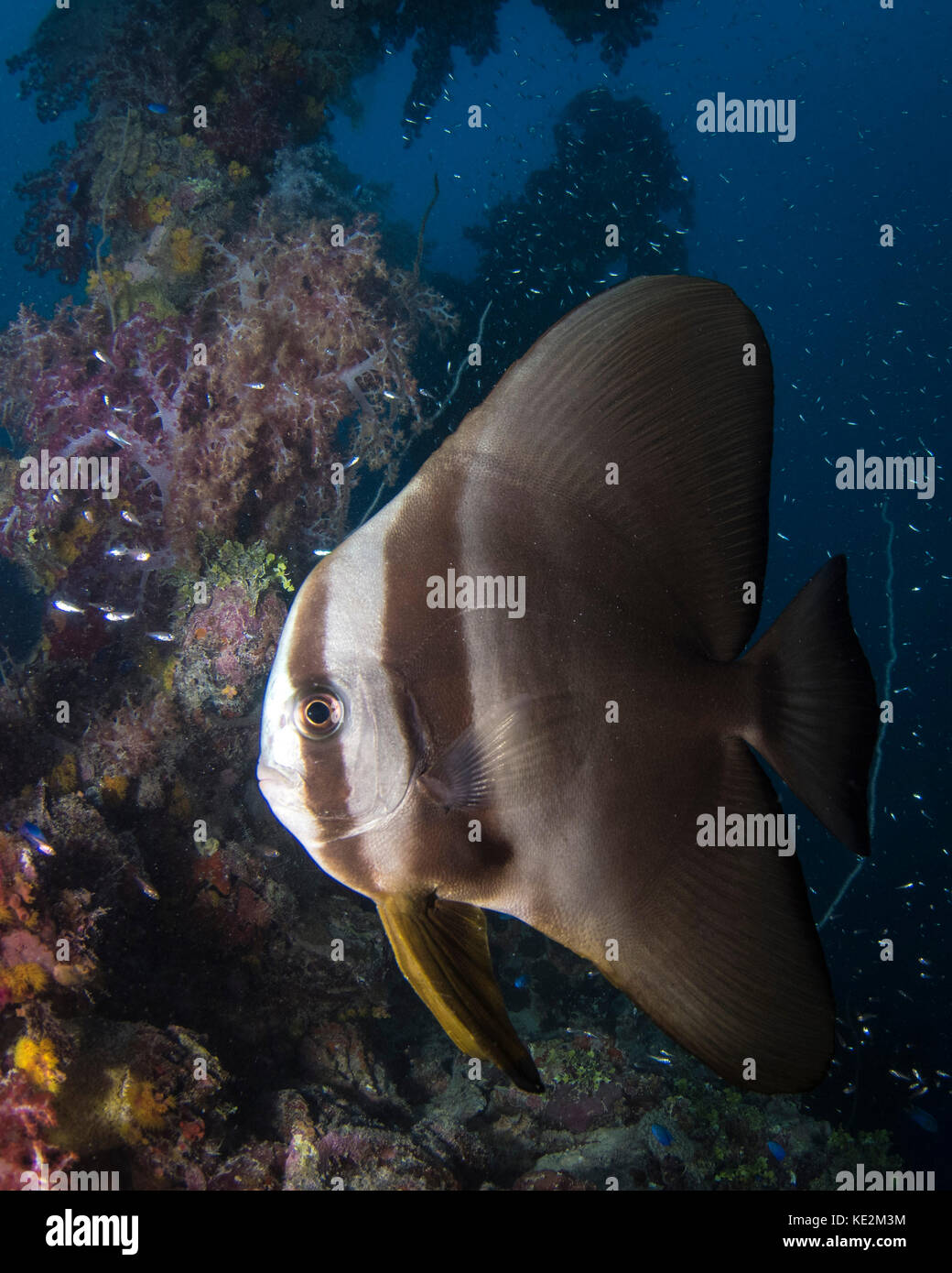 Batfish on the Shinkoku Maru shipwreck, Truk Lagoon, Micronesia Stock ...