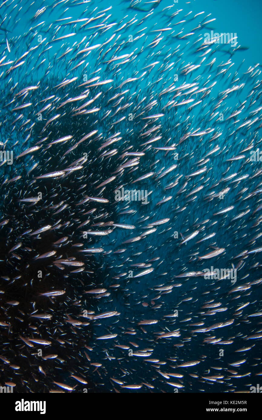 Fish on the Shinkoku Maru shipwreck, Truk Lagoon, Micronesia Stock ...