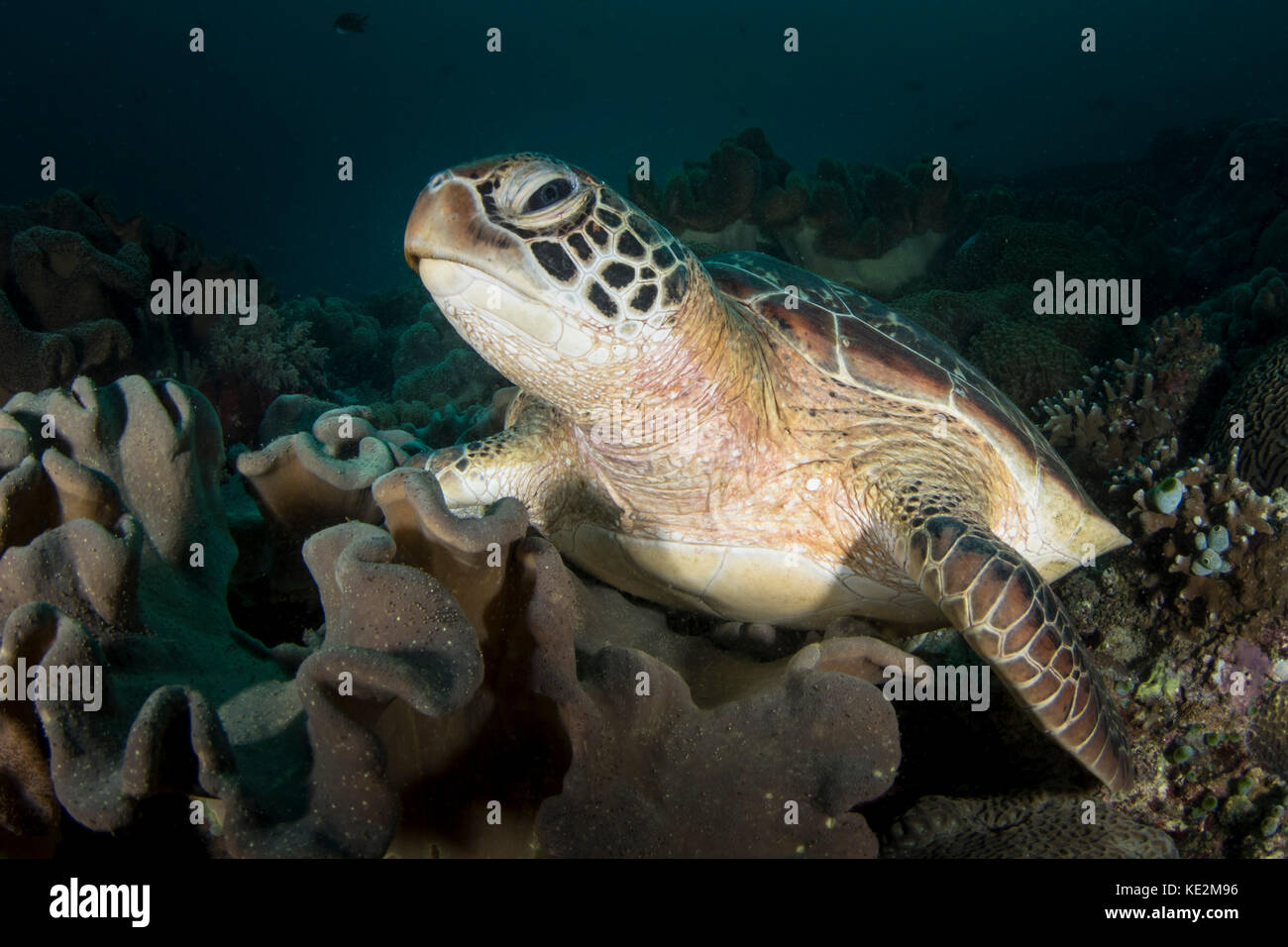 Green sea turtle in the Philippines Stock Photo - Alamy