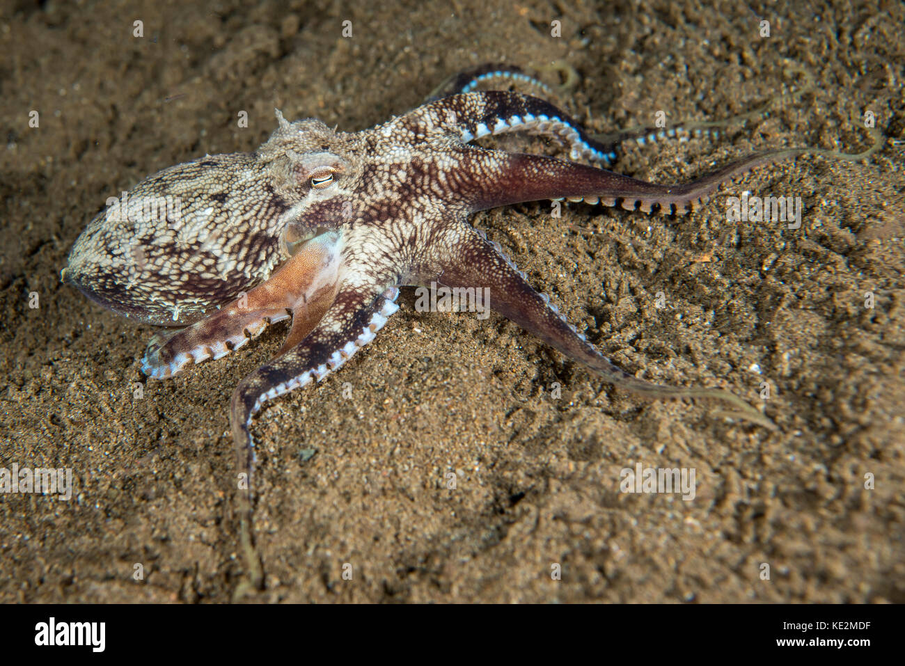 Coconut octopus in the Philippines Stock Photo - Alamy