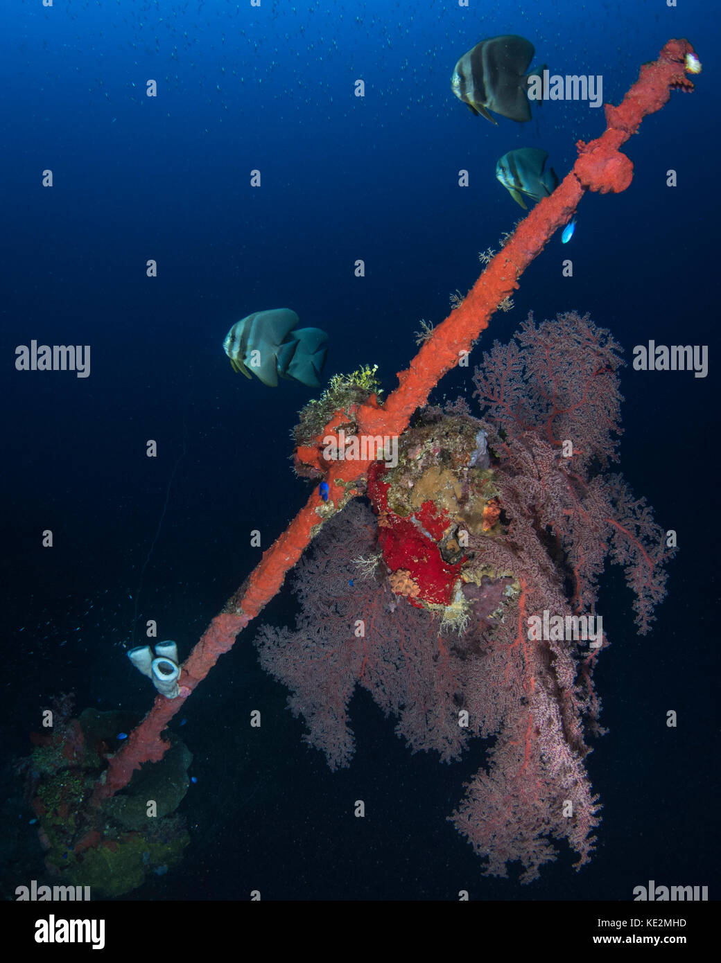 Bow of the Hoki Maru shipwreck with batfish, Truk Lagoon, Micronesia ...