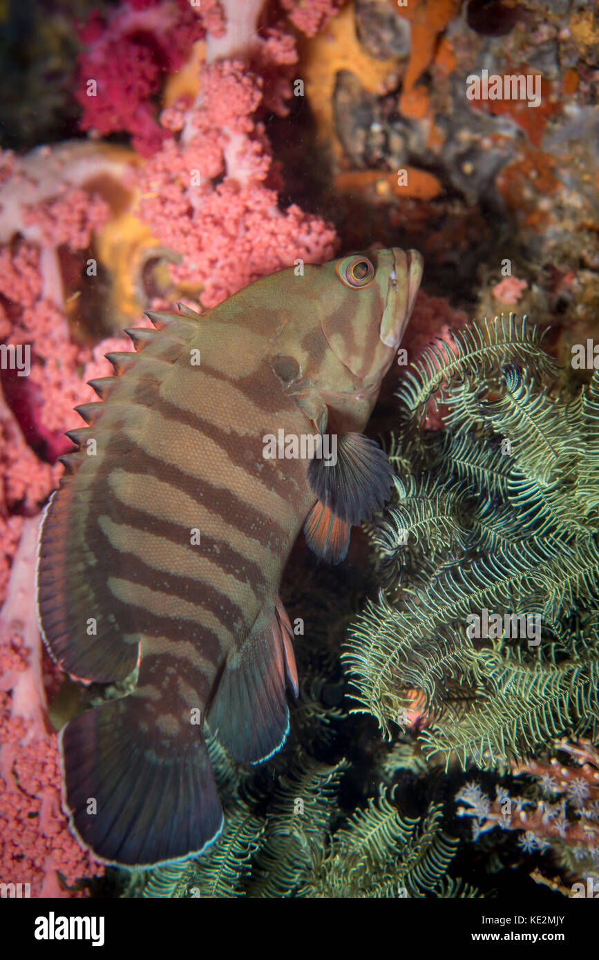 Chocolate grouper in the Philippines Stock Photo - Alamy