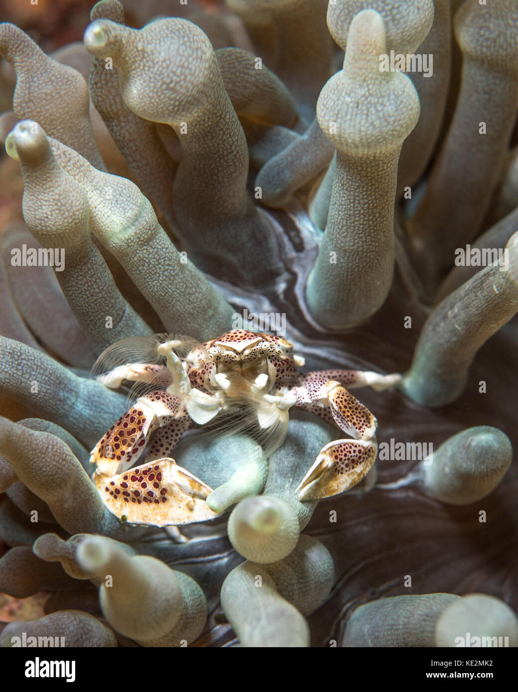 Porcelain crab in an anemone in the Philippines Stock Photo - Alamy