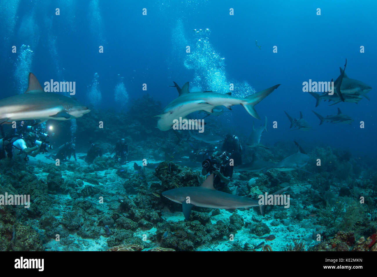 Divers and grey reef sharks, Roatan, Honduras Stock Photo - Alamy