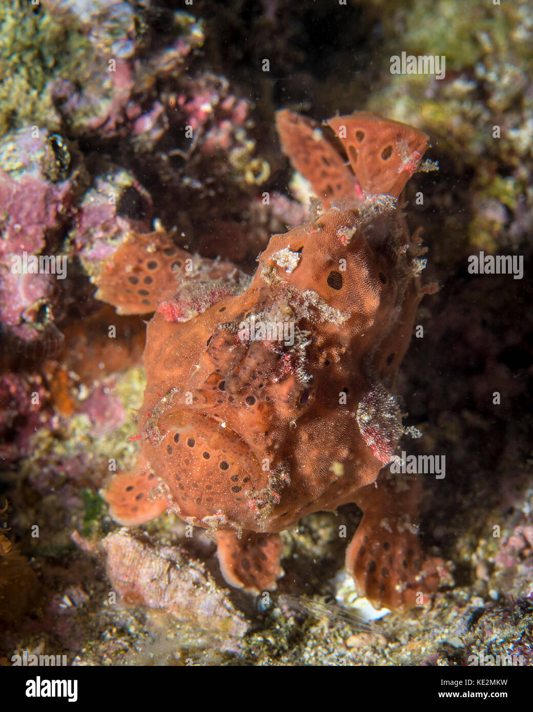Frogfish in the Philippines Stock Photo - Alamy