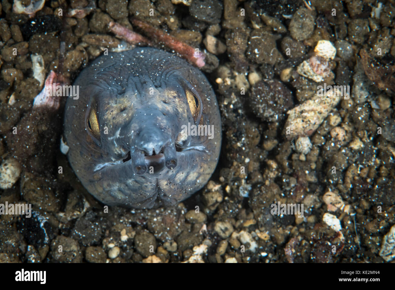 Blacksaddle snake eel iin Komodo, Indonesia Stock Photo - Alamy